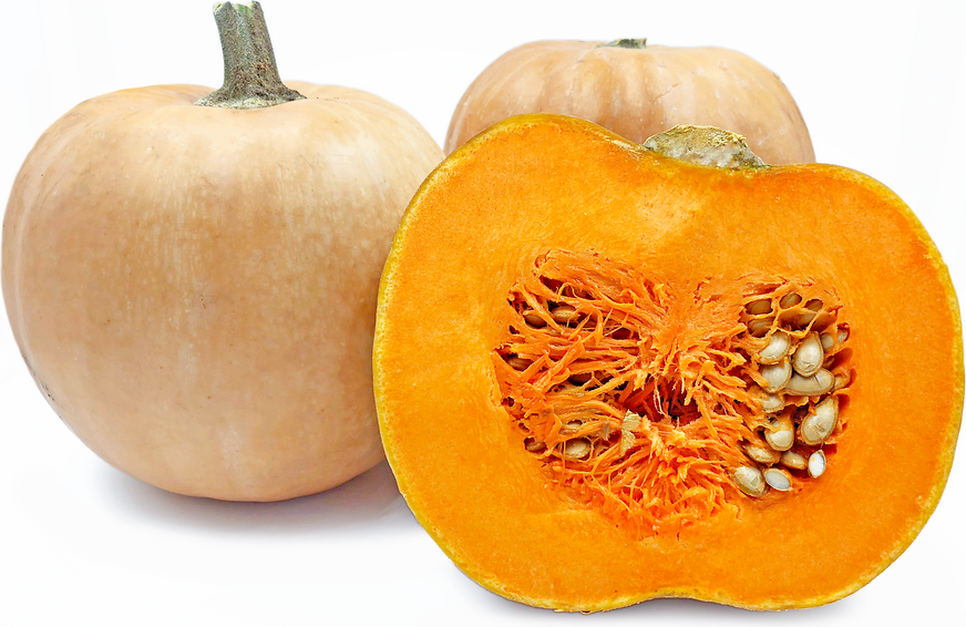 Welcome to Harvest Agriculture - Saudi Arabia